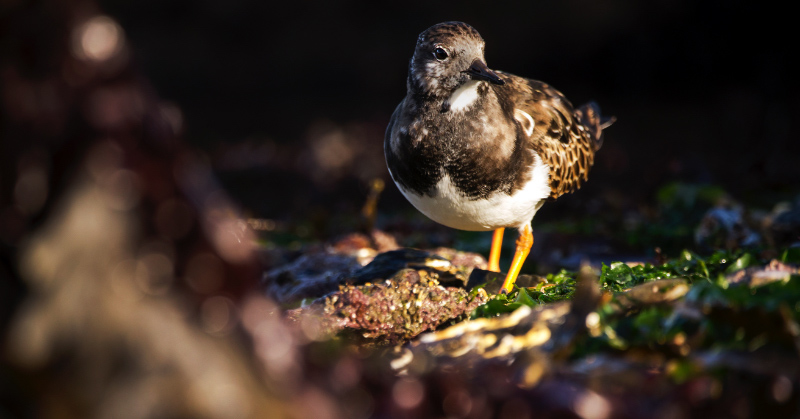 Protect and understand the UK’s natural habitats · GreenFutures