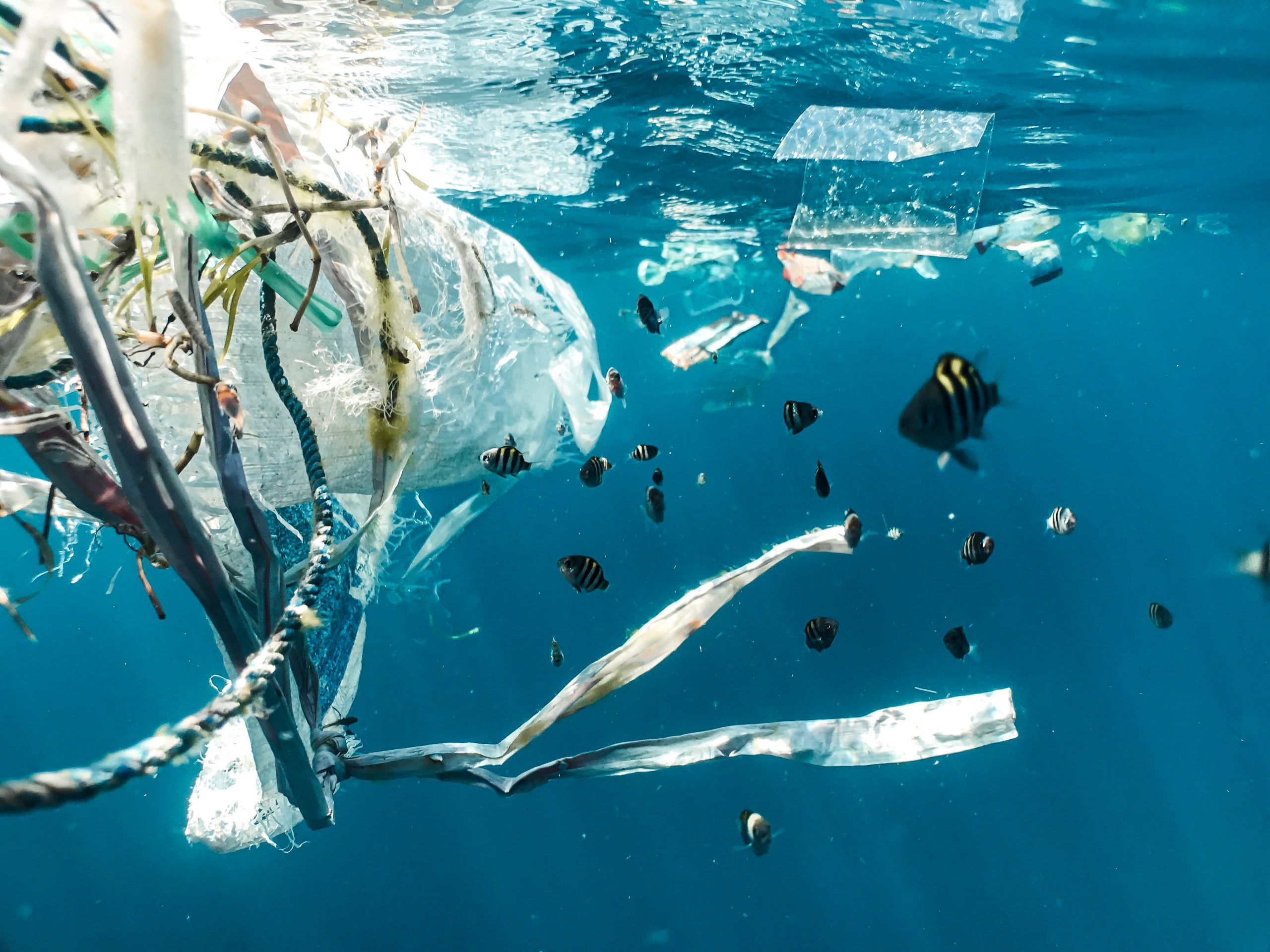 Public concern on human health impact of plastic pollution · GreenFutures