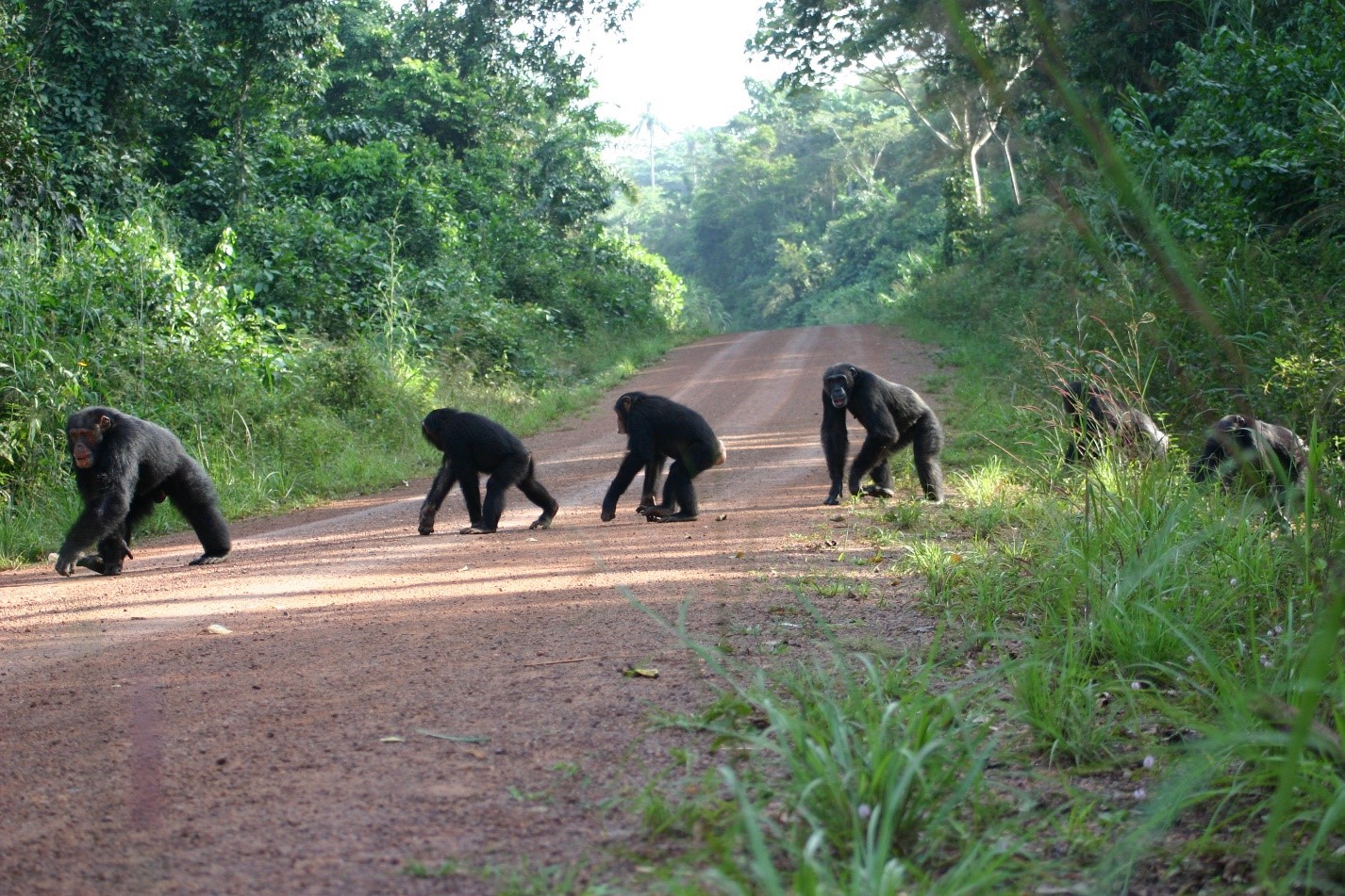 Roads have far-reaching impact on chimpanzees · GreenFutures