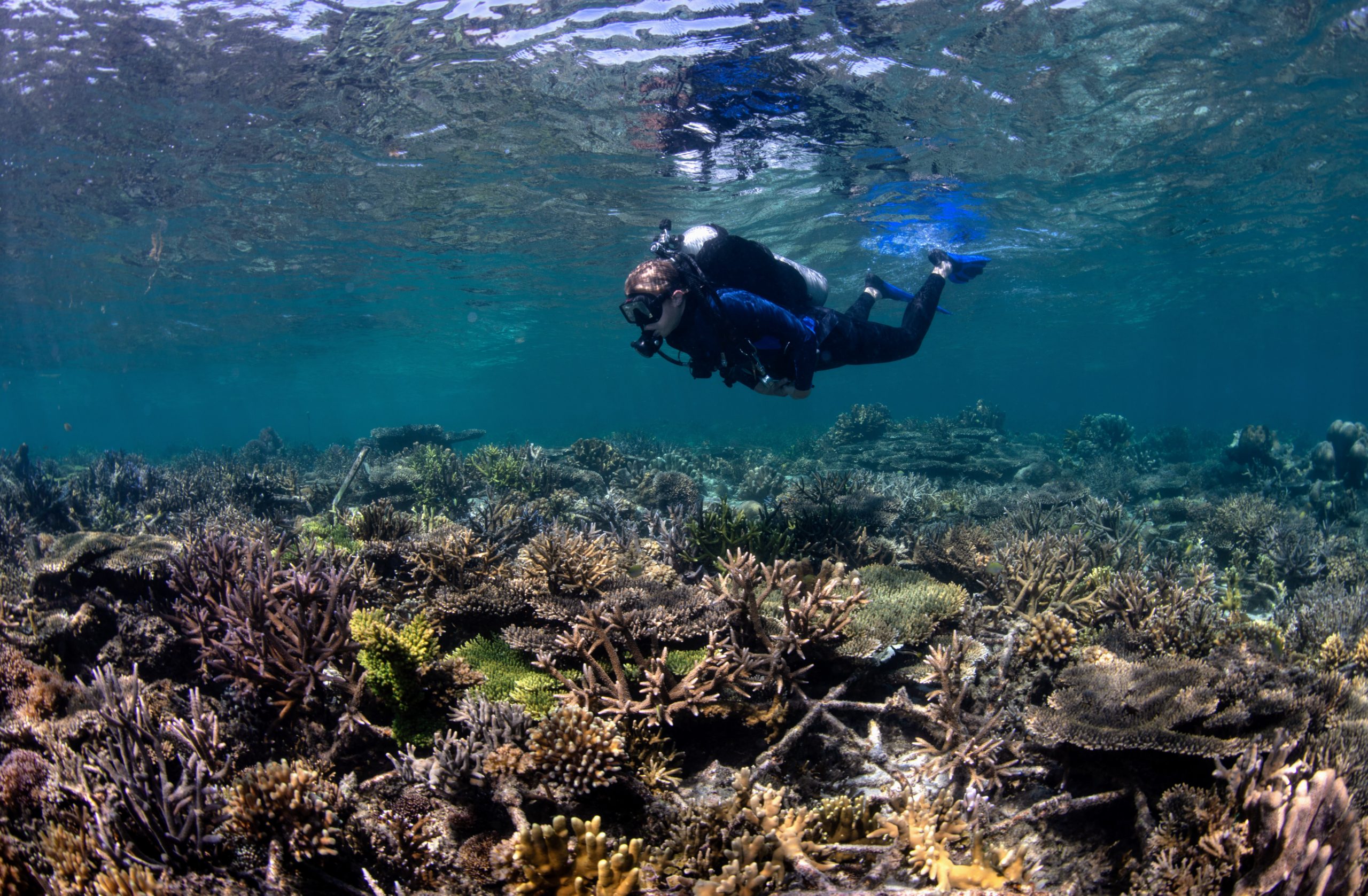 Newly discovered fish songs demonstrate reef restoration success ...