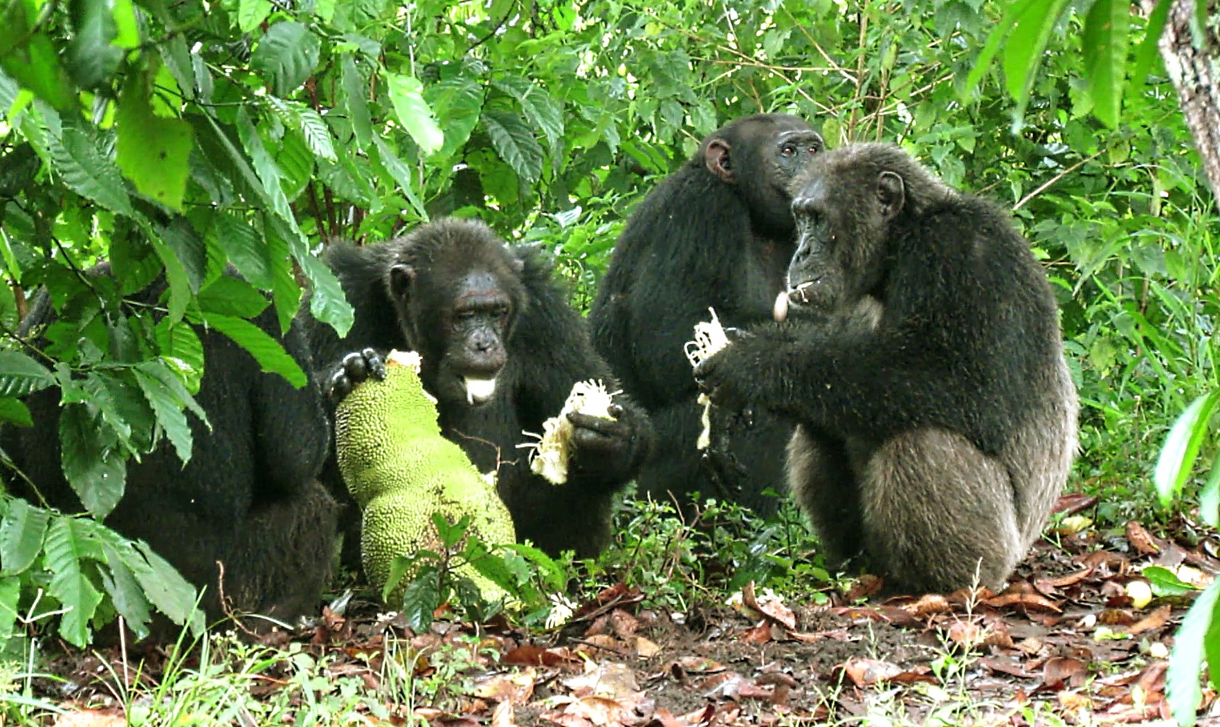 Female chimpanzees avoid humans · GreenFutures