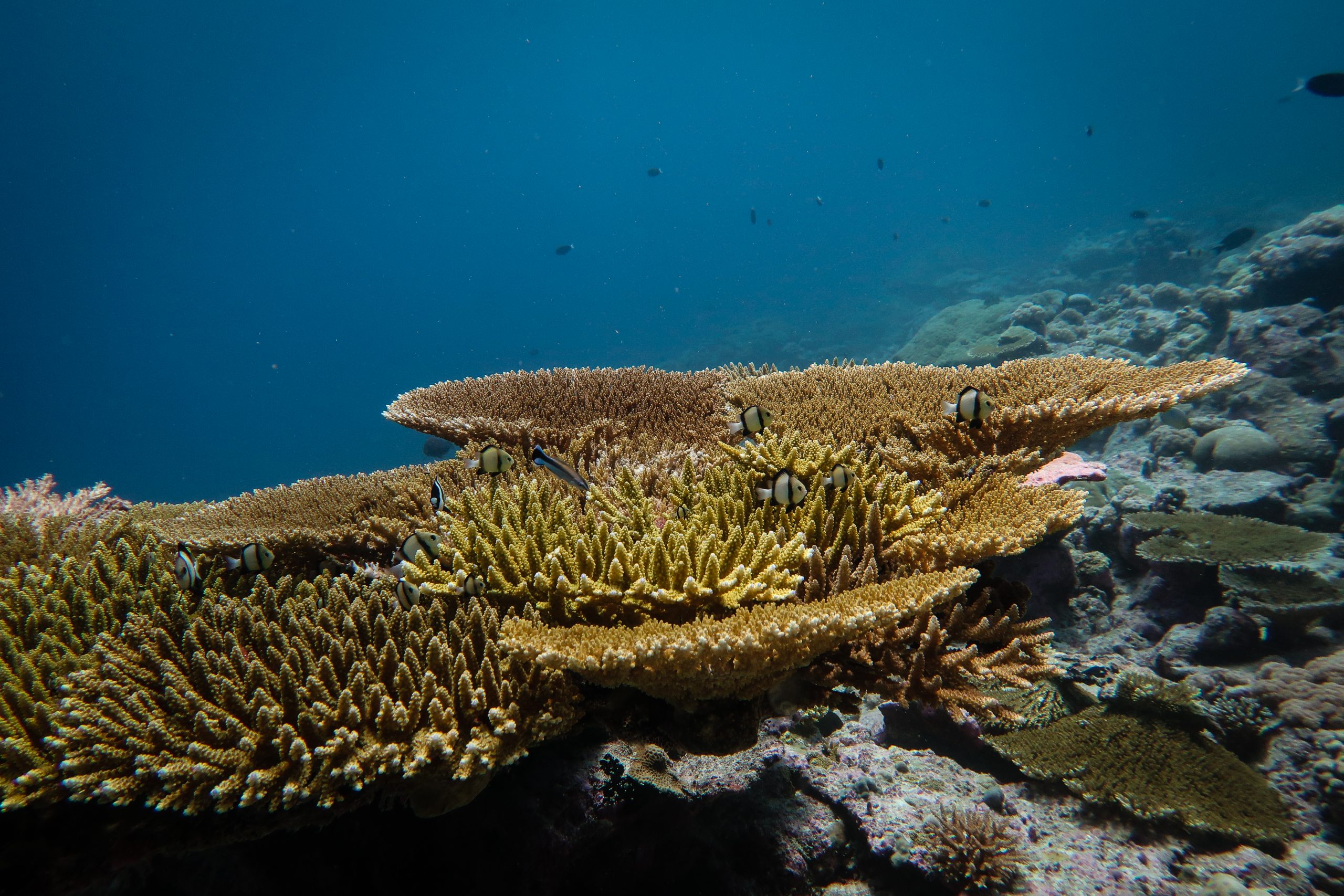 Remote Indian Ocean reefs bounce back quickly after bleaching ...