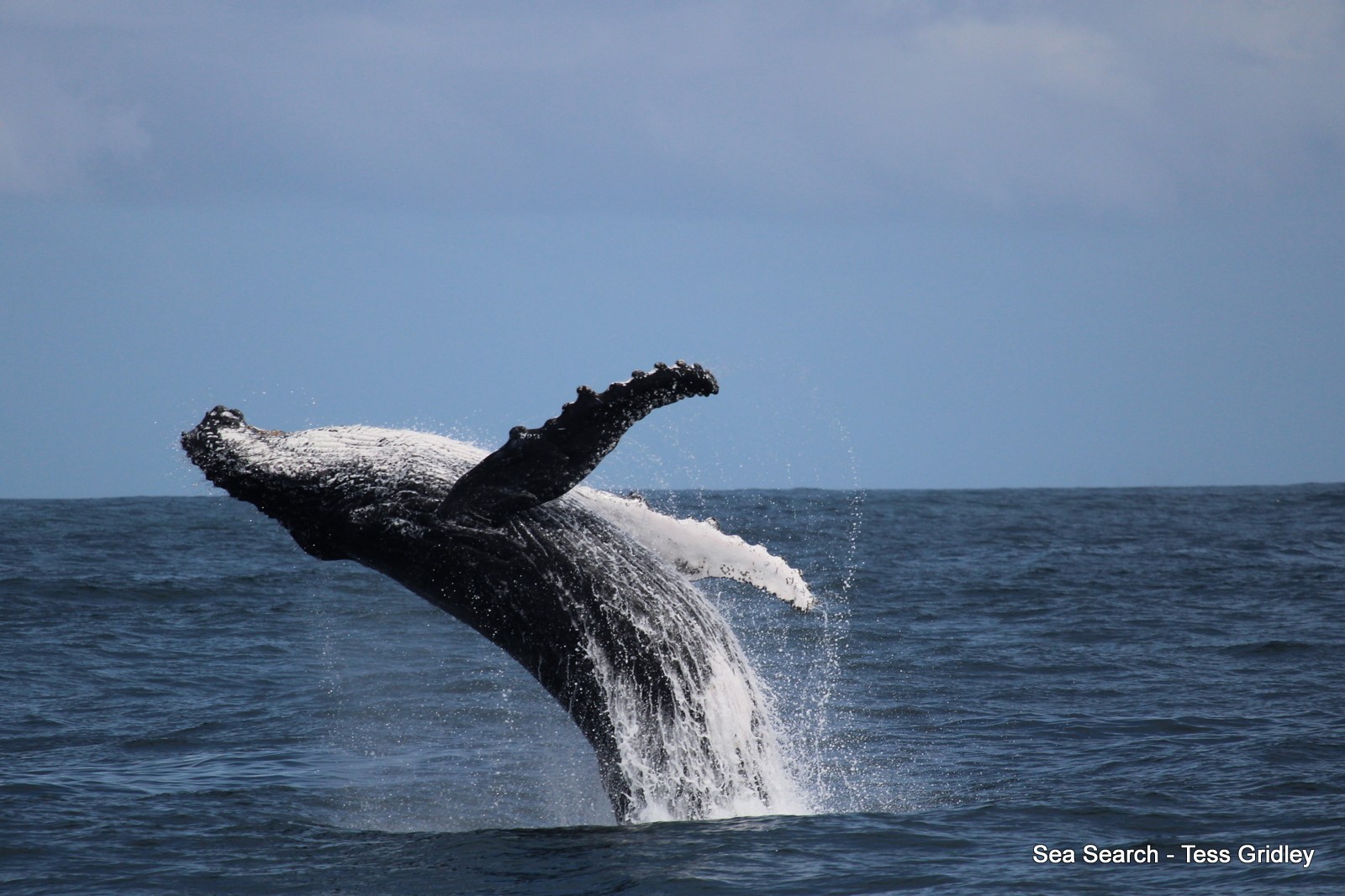 'Whup' and 'grumble' calls reveal secrets of humpback whales · GreenFutures