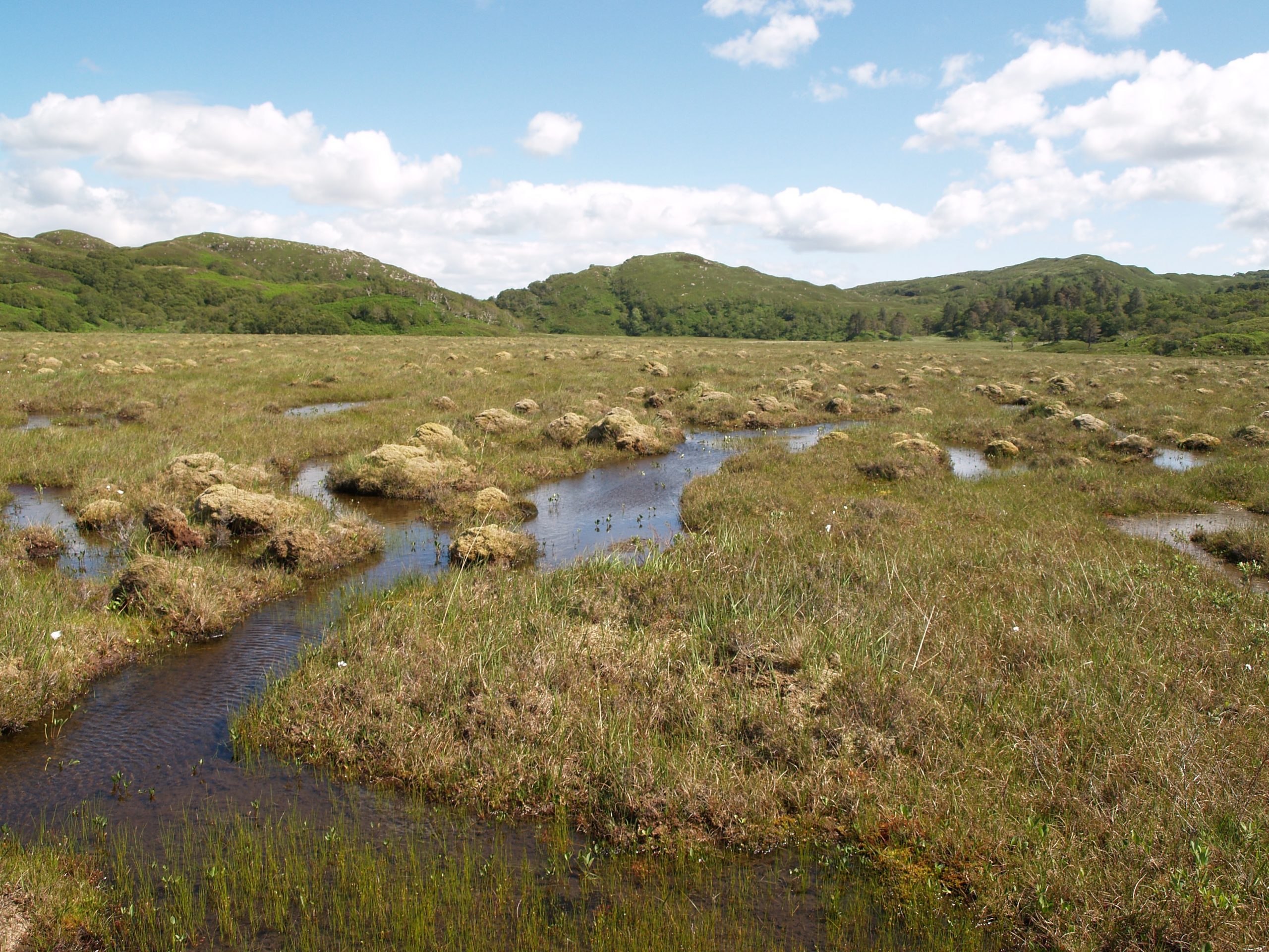 Major research effort to save future of European peatlands · GreenFutures