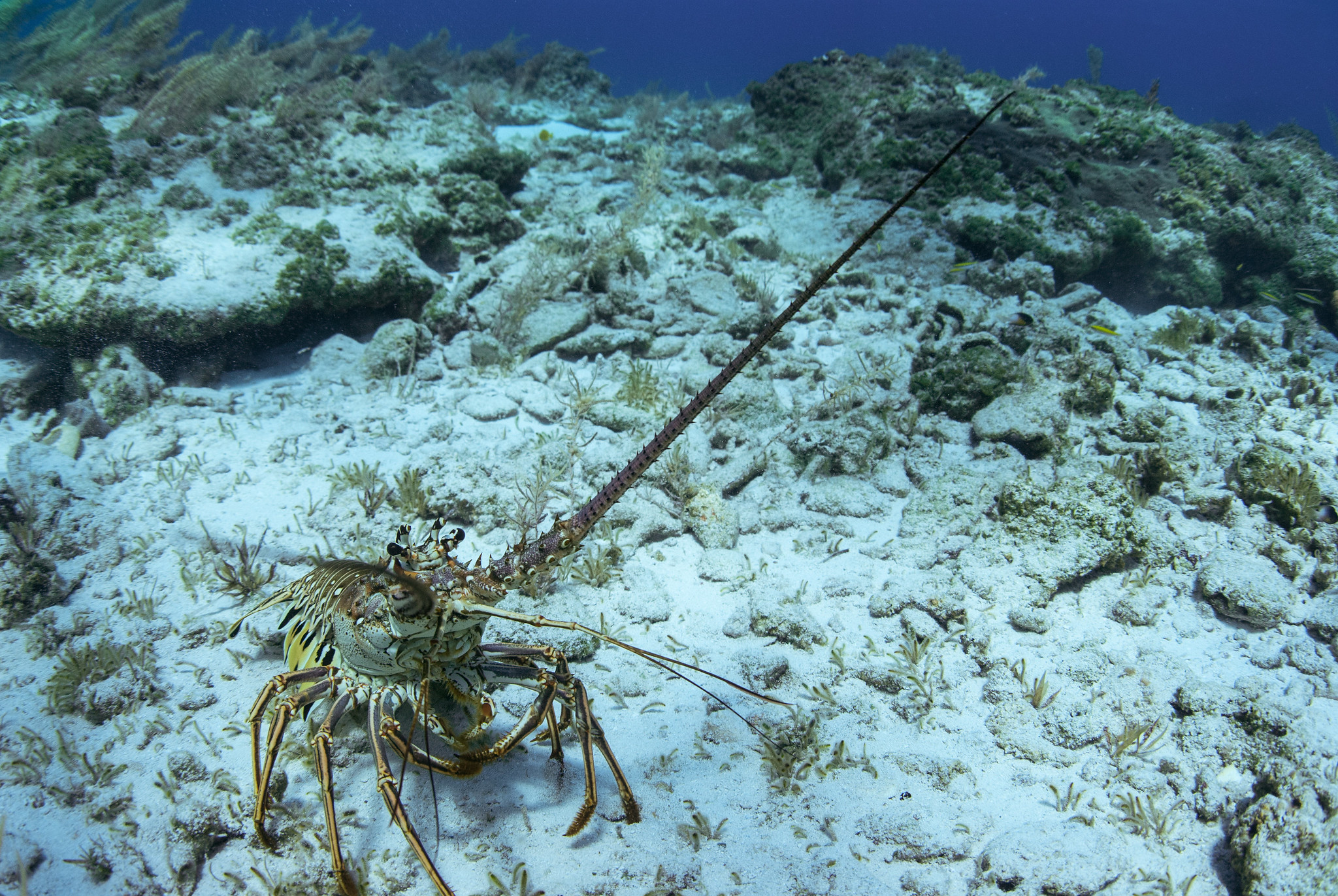 Sustainable fishing plan for Caribbean spiny lobsters · GreenFutures