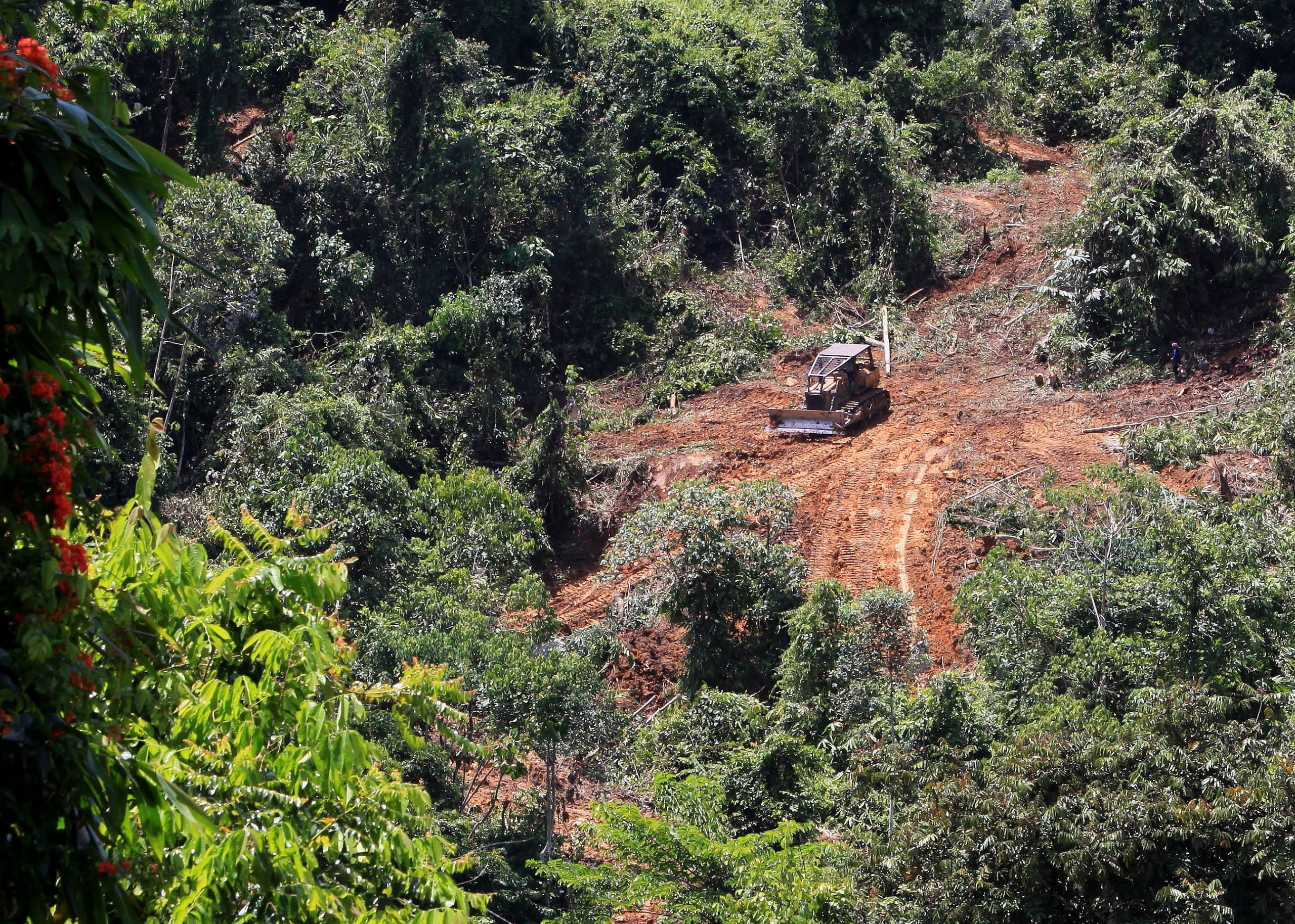 Forests recovering from logging act as a source of carbon · GreenFutures