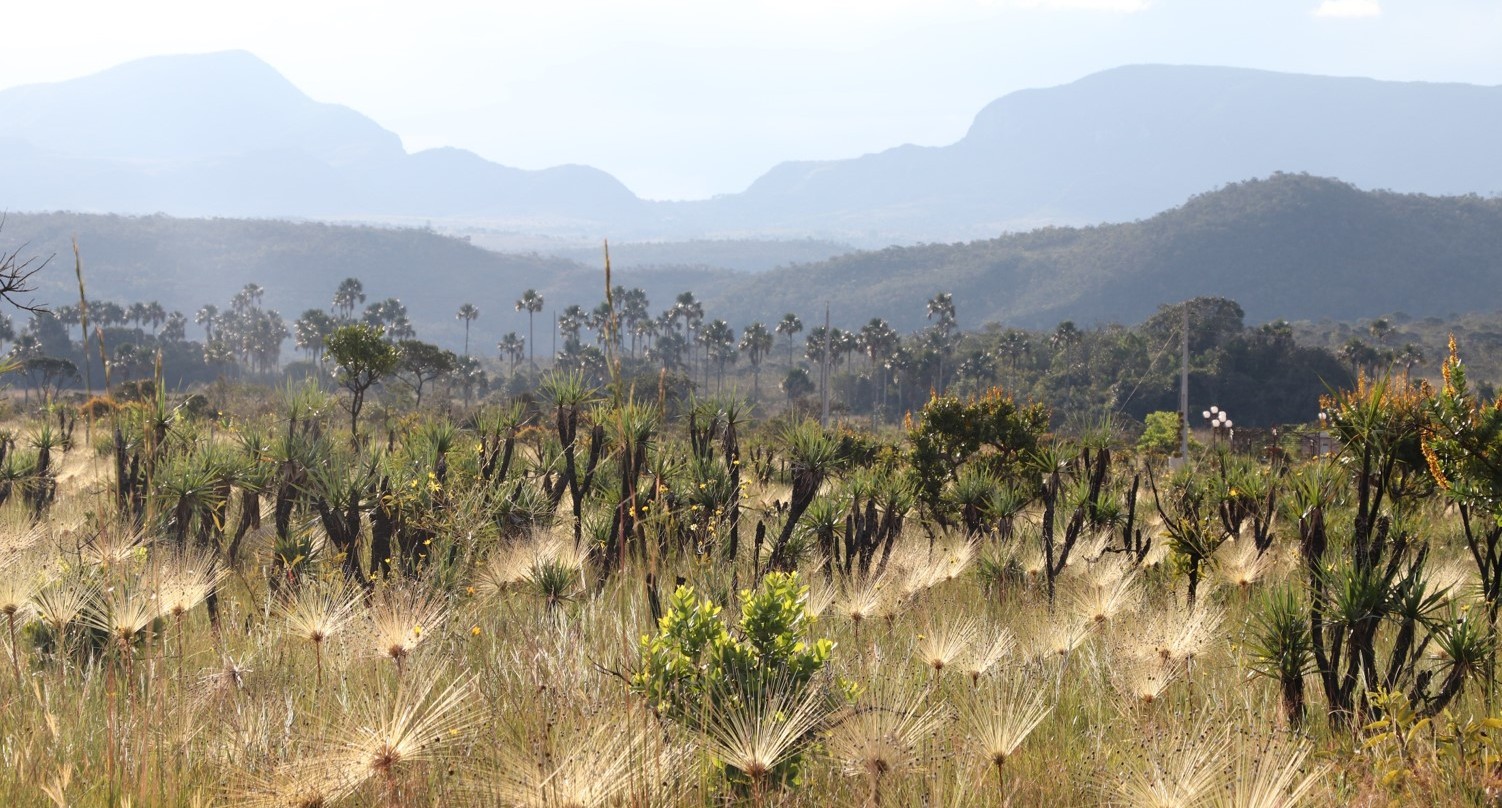Dry forests and savannas vital for Brazil’s climate goals · GreenFutures