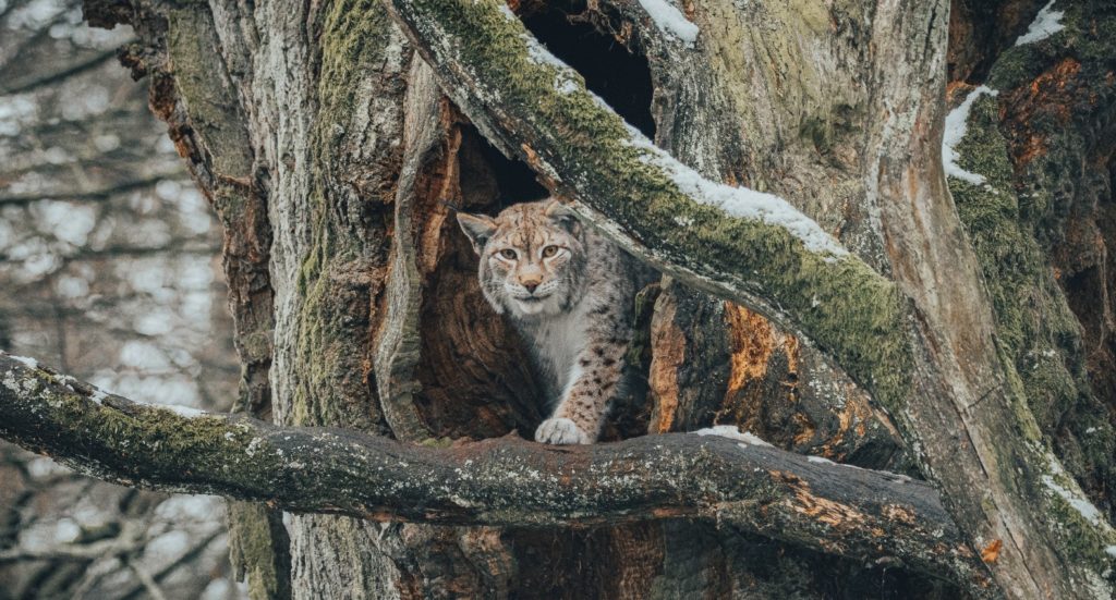 Lynx reintroduction in Scotland? It’s complicated · GreenFutures