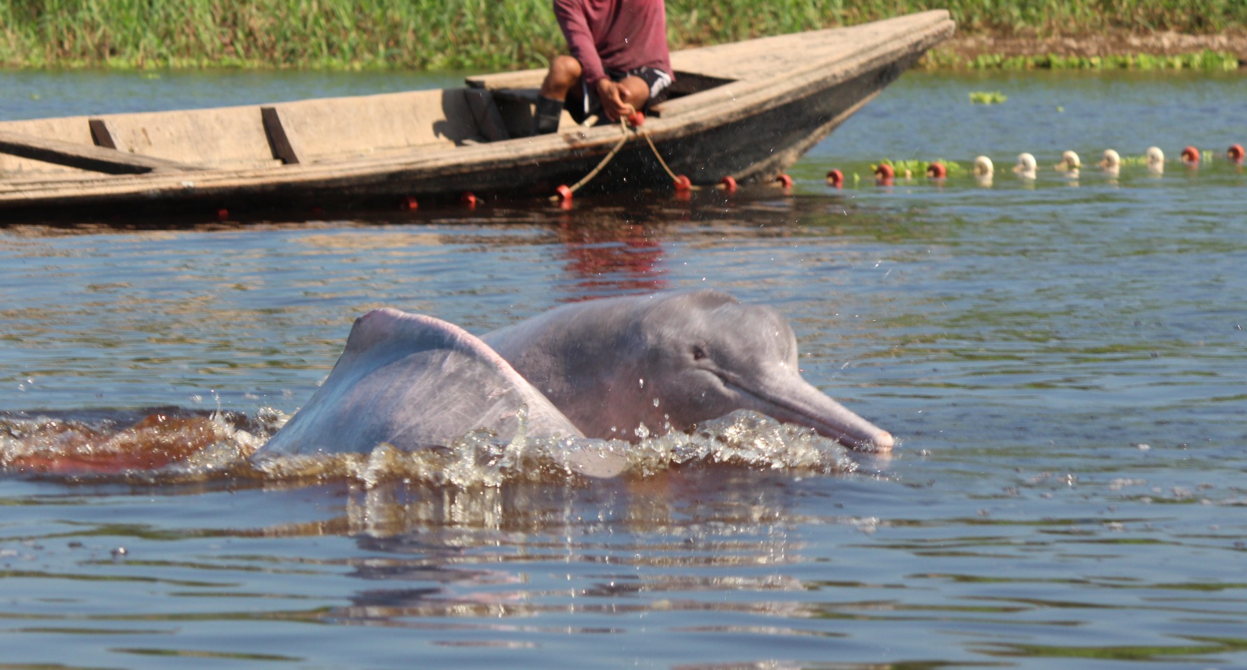 Amazon dolphins at risk from fishing, dams and dredging · GreenFutures
