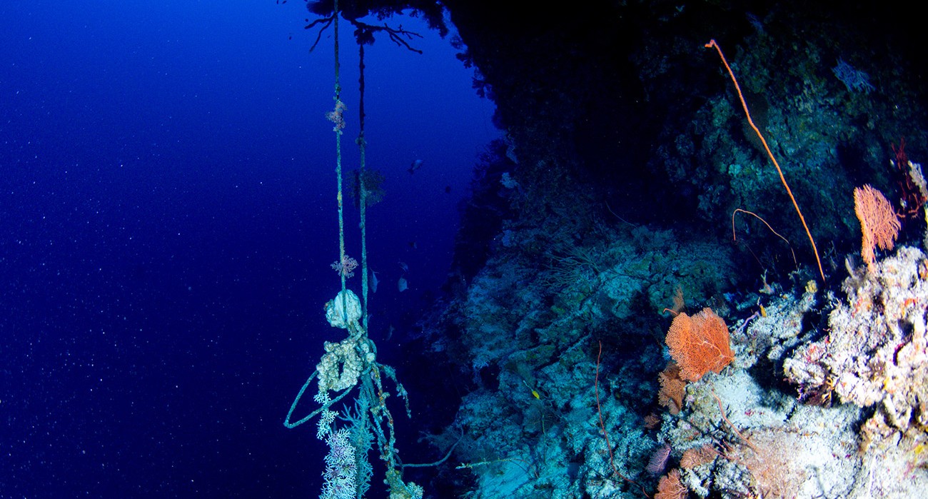 Plastic at almost all coral reefs · GreenFutures