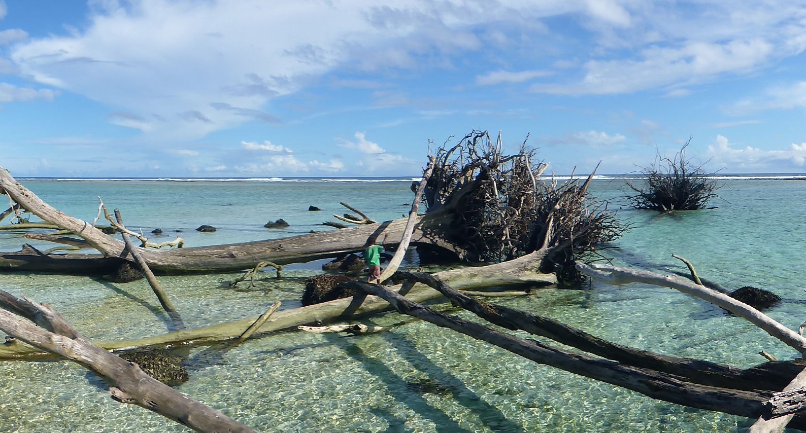 Rising seas will devastate coastal habitats · GreenFutures
