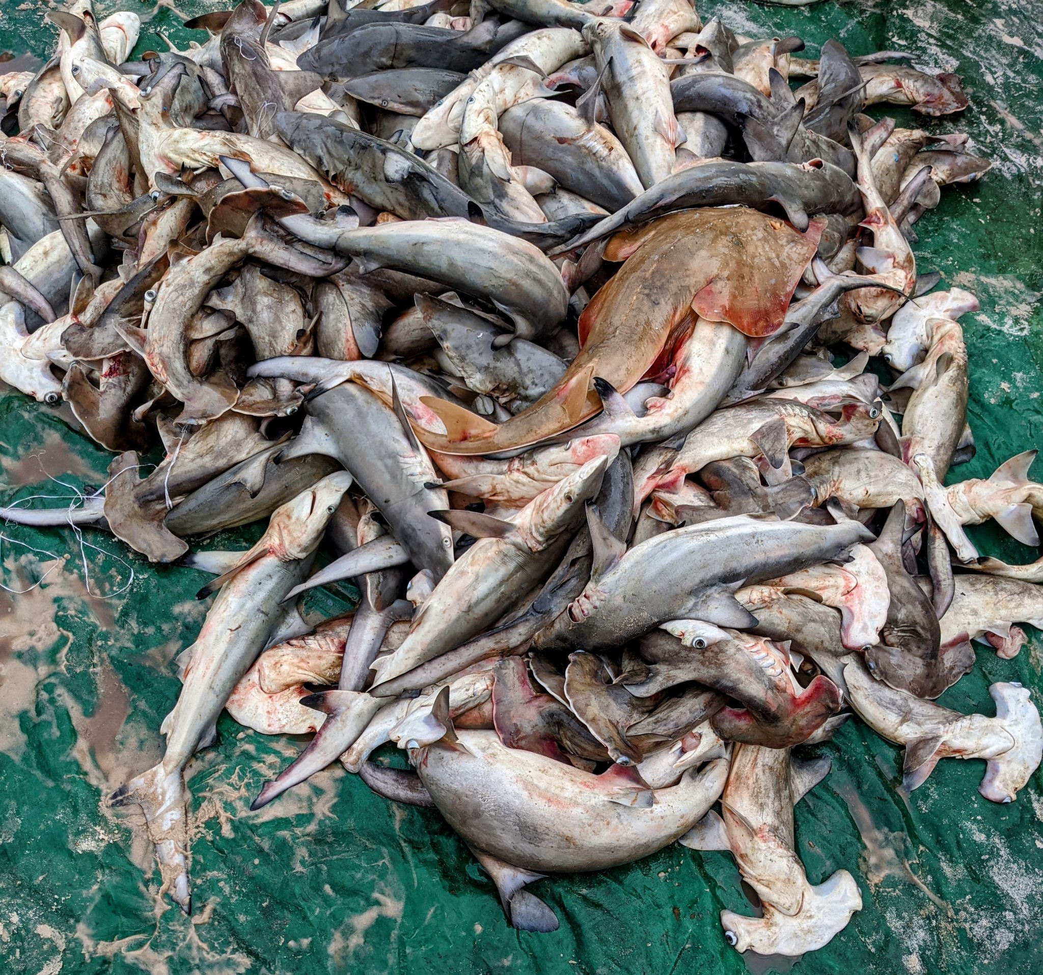 Tens of thousands of endangered sharks and rays caught off Congo ...