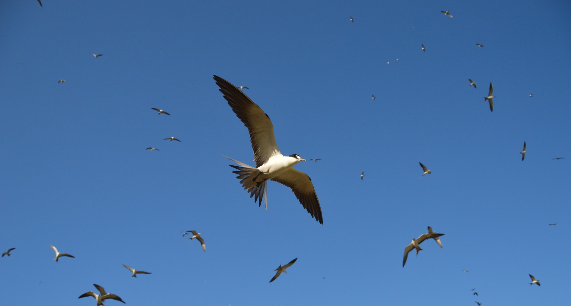Roaming seabirds need ocean-wide protection · GreenFutures