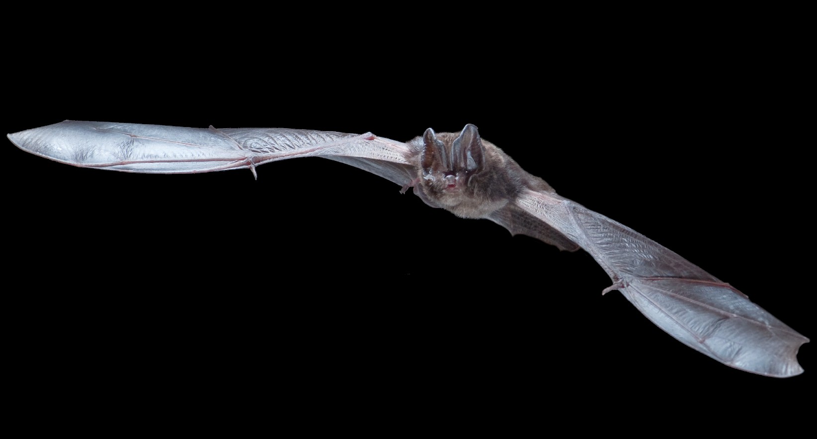 Bats declined as Britain felled trees for colonial shipbuilding ...