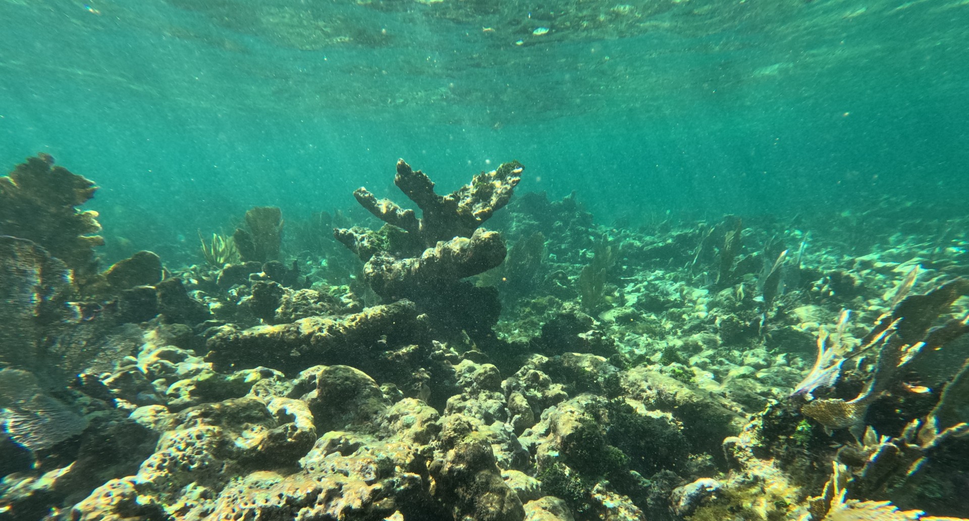 Coral reefs set to stop growing as climate warms · GreenFutures